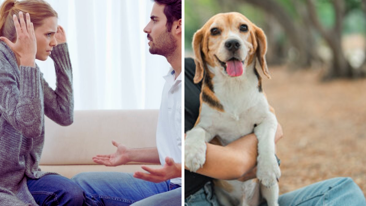 Your dog or your boyfriend? A woman was forced to make a decision after ...