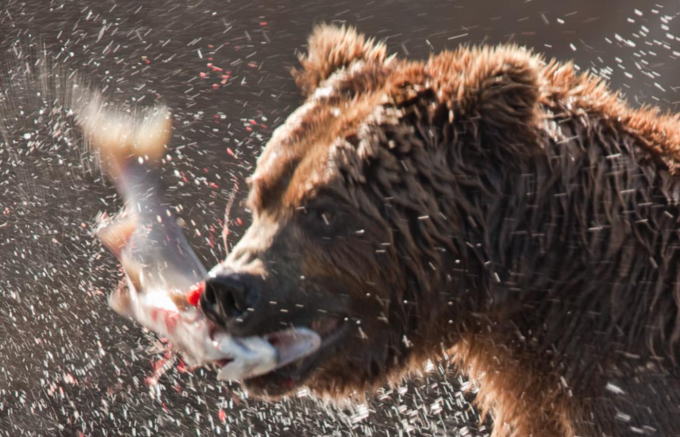 Beautiful animal photos to help you reconnect with nature – Garlic Soda
