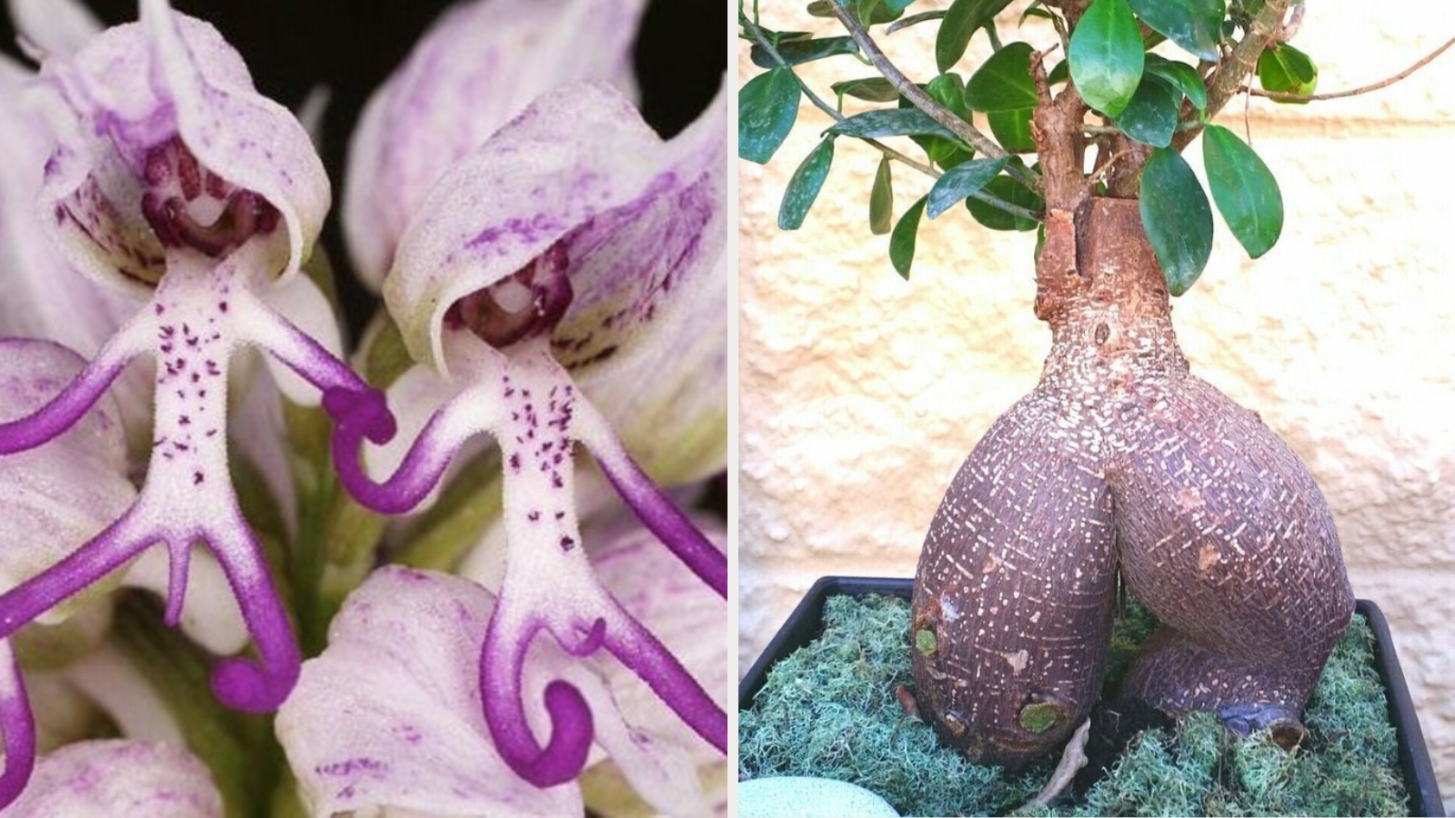 Suggestive plant pictures that will make you think about other things ...