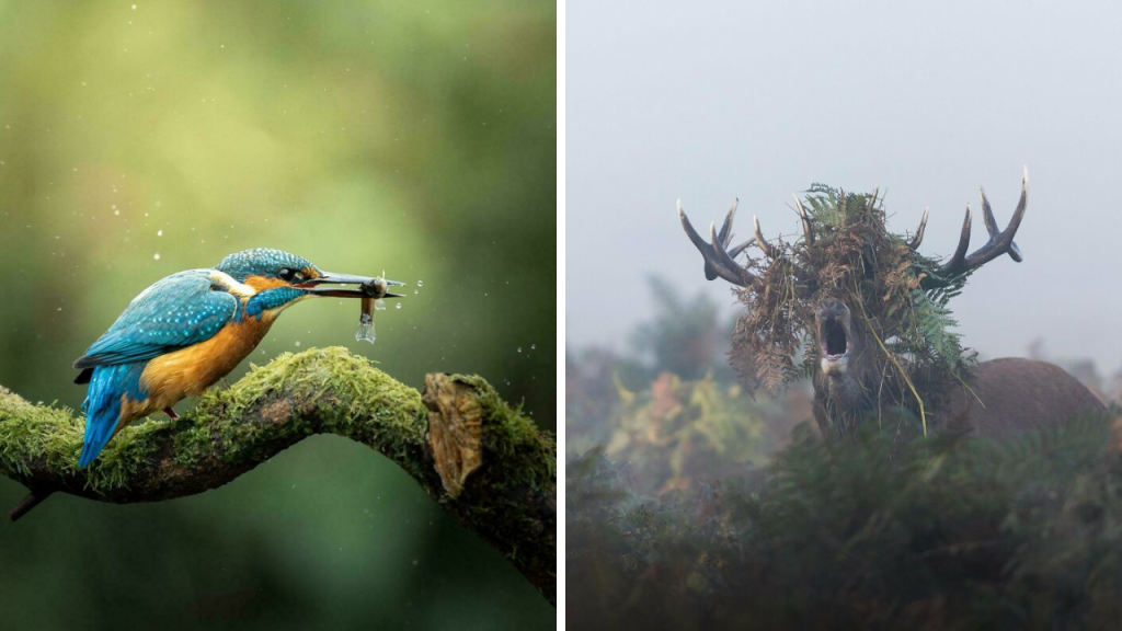 Beautiful animal photos to help you reconnect with nature – Garlic Soda