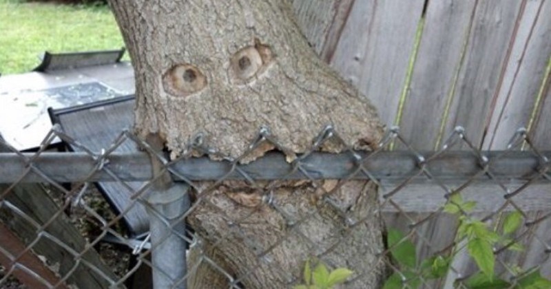 Suggestive plant pictures that will make you think about other things ...