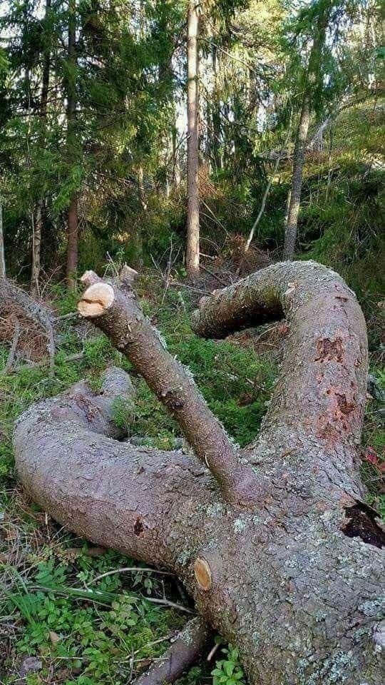 Suggestive plant pictures that will make you think about other things ...