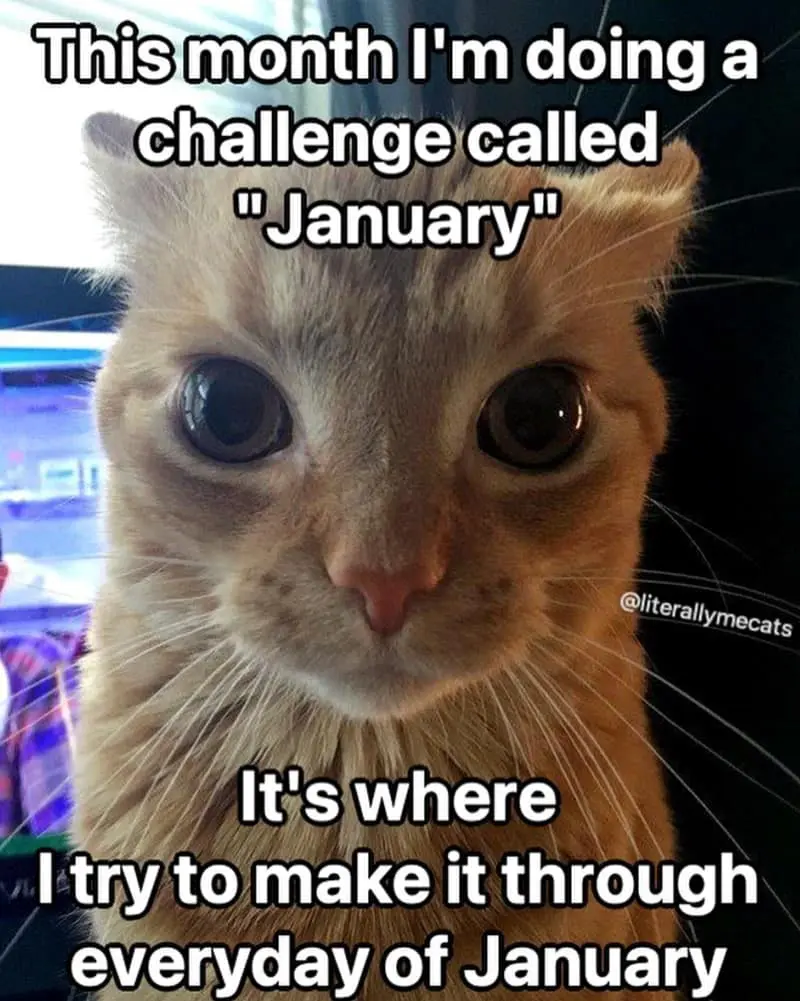 The Funniest January Memes on the Internet – Garlic Soda