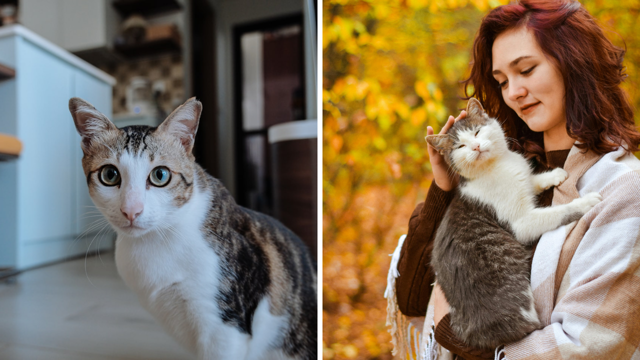 Her brother’s girlfriend kept scaring her cats so she told them both to ...