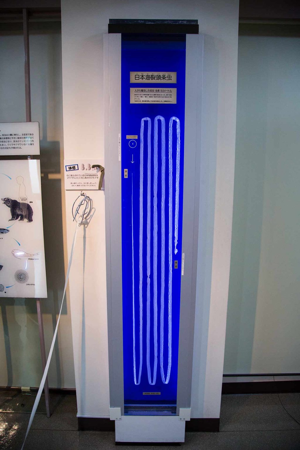 The strange, untold history behind famous museum exhibits – Garlic Soda